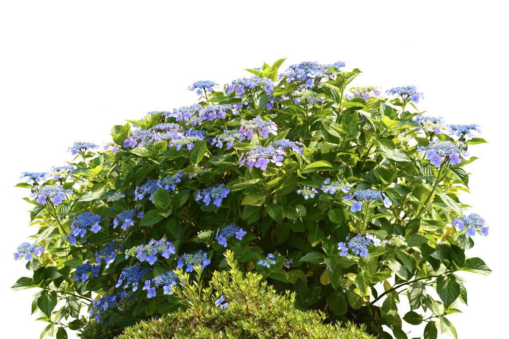 Buskar är grundstommen i trädgården – Trädfällning24